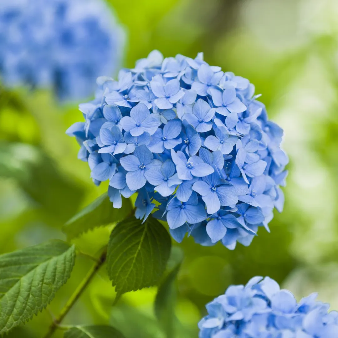 Buy Stunning Hydrangea Plants (Any Color) Online - FloralKashmir