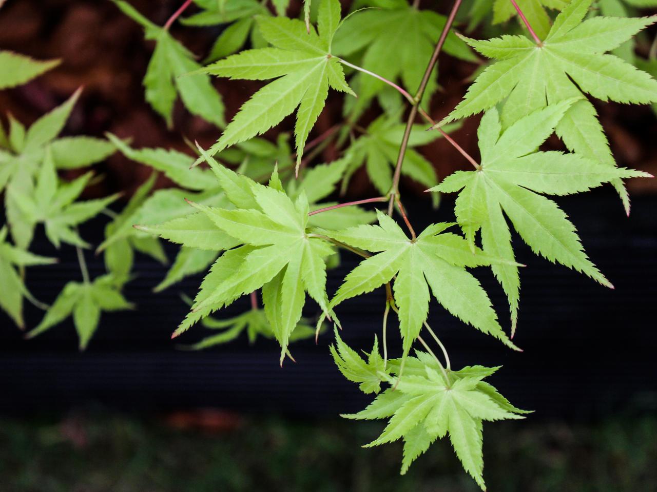 Green Leaf Japanese Maple Plant - Elegant Foliage for Your Garden ...